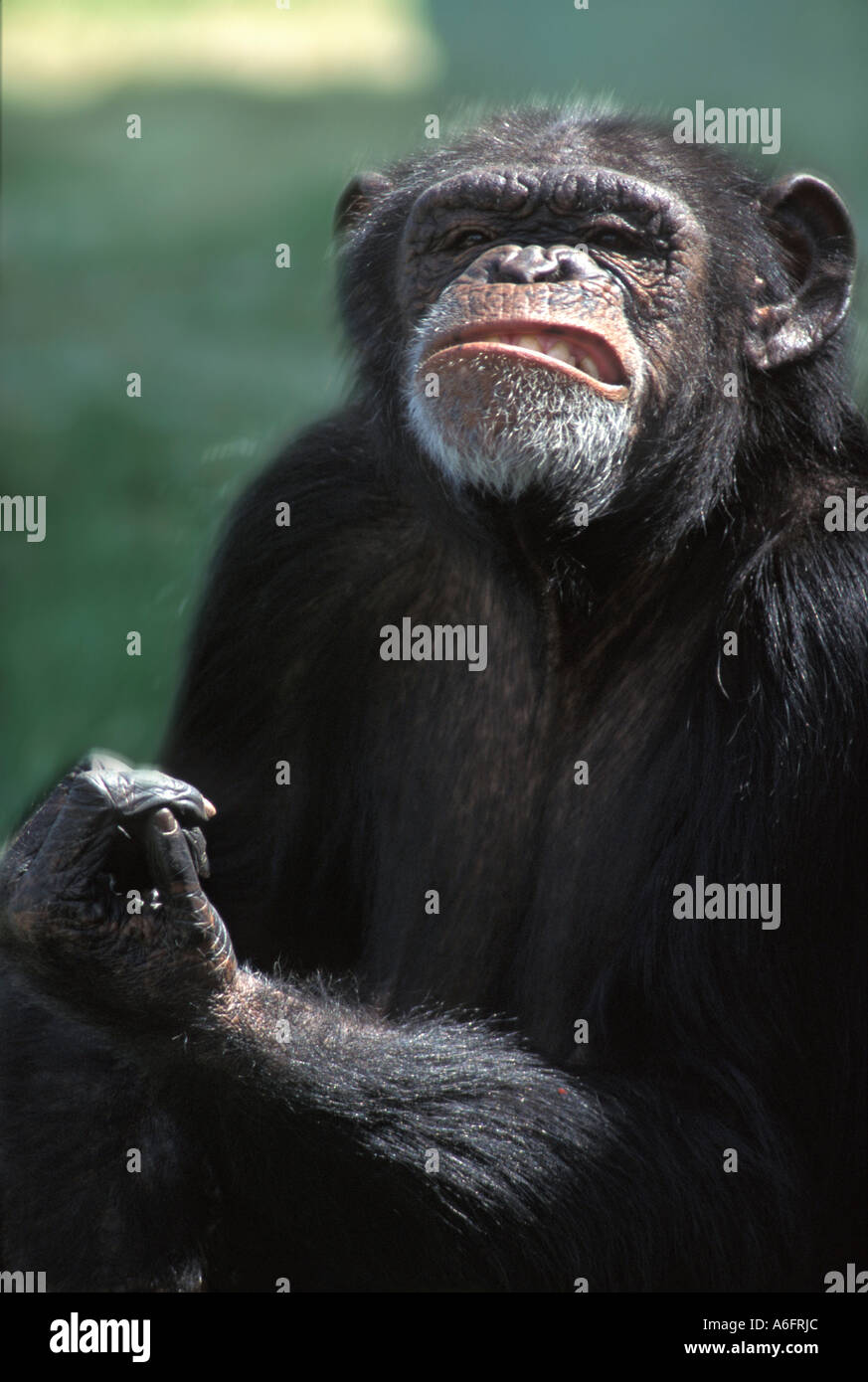 Chimpanzee lips hi-res stock photography and images - Alamy