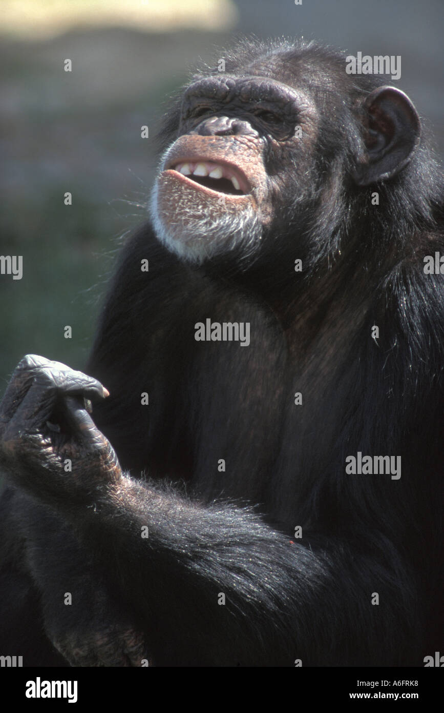 Aggressive chimpanzee hi-res stock photography and images - Alamy