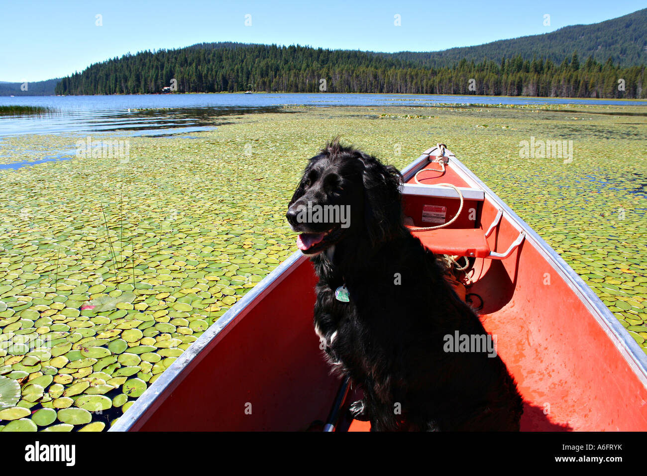 Released black retriever dog in front of canoe Lake of the Woods Oregon ...