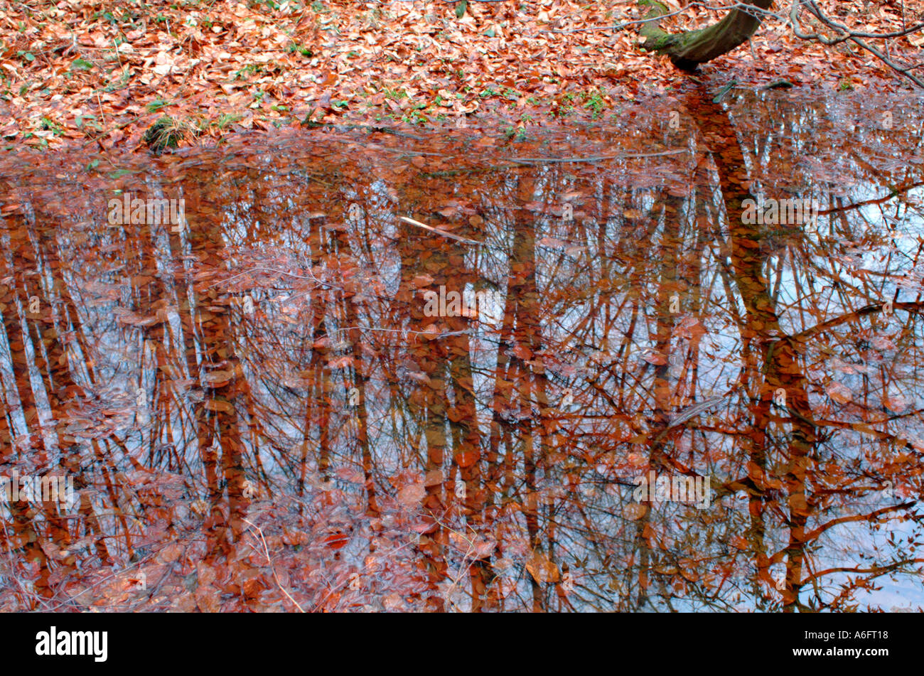 Beech trees reflected on hi-res stock photography and images - Alamy