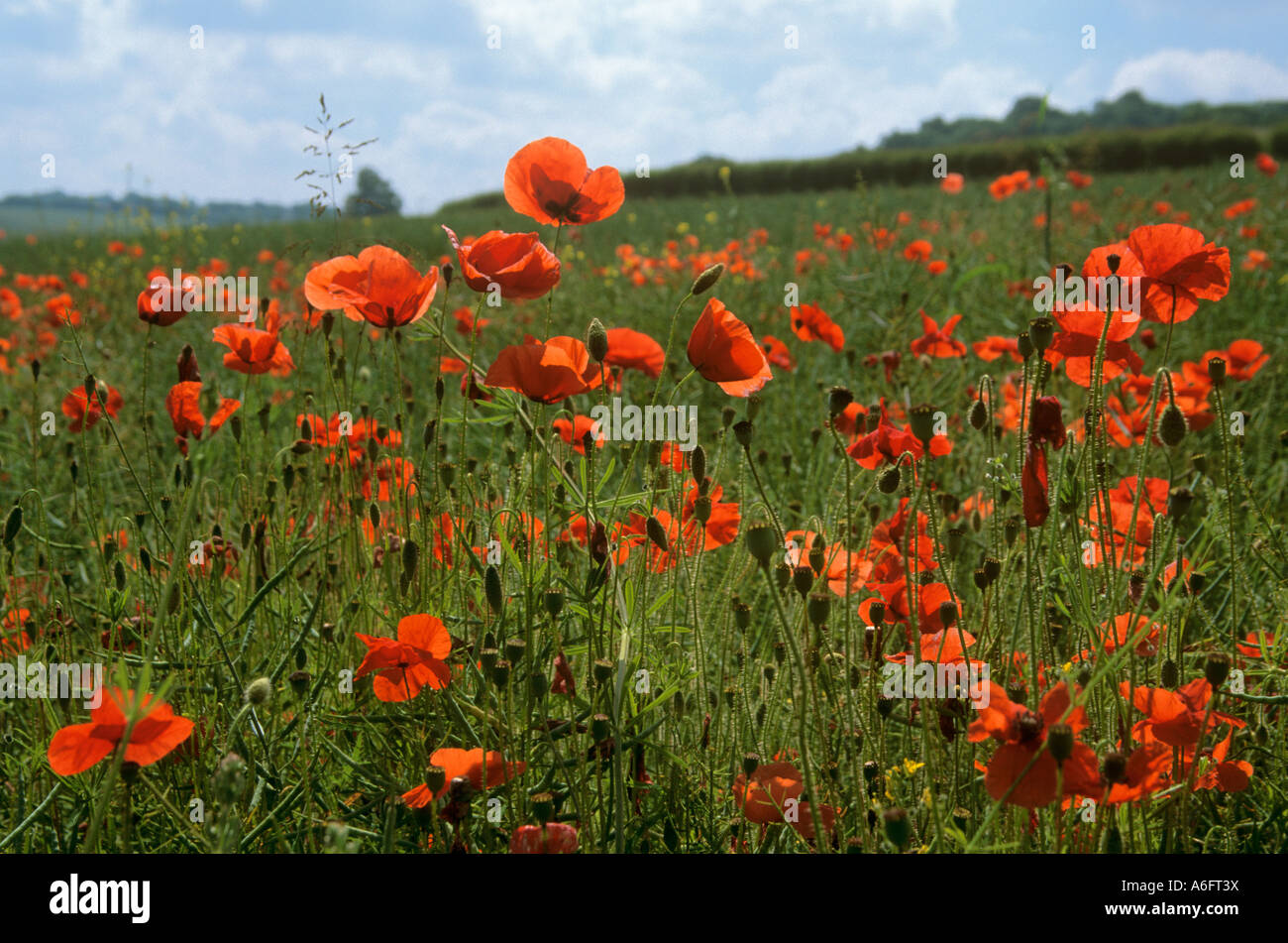Field of Poppies Papaver rhoeas in oil seed rape crop in mid summer ...