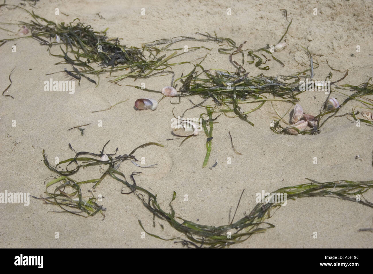 Shells seaweed on beach atlantic hi-res stock photography and images ...
