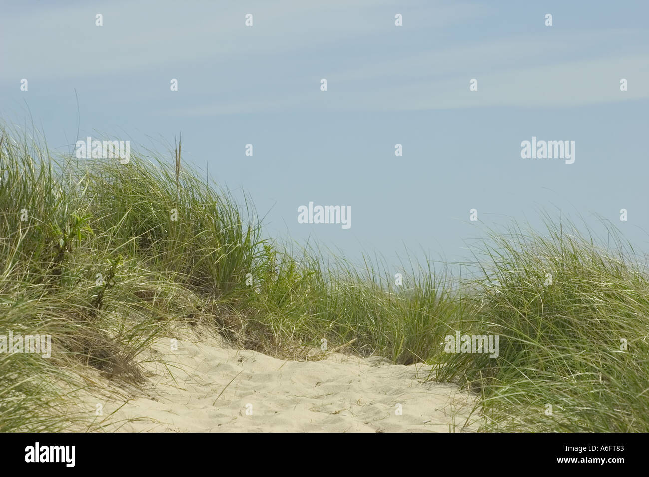 sandy walkway to a Cape Cod beach Stock Photo - Alamy