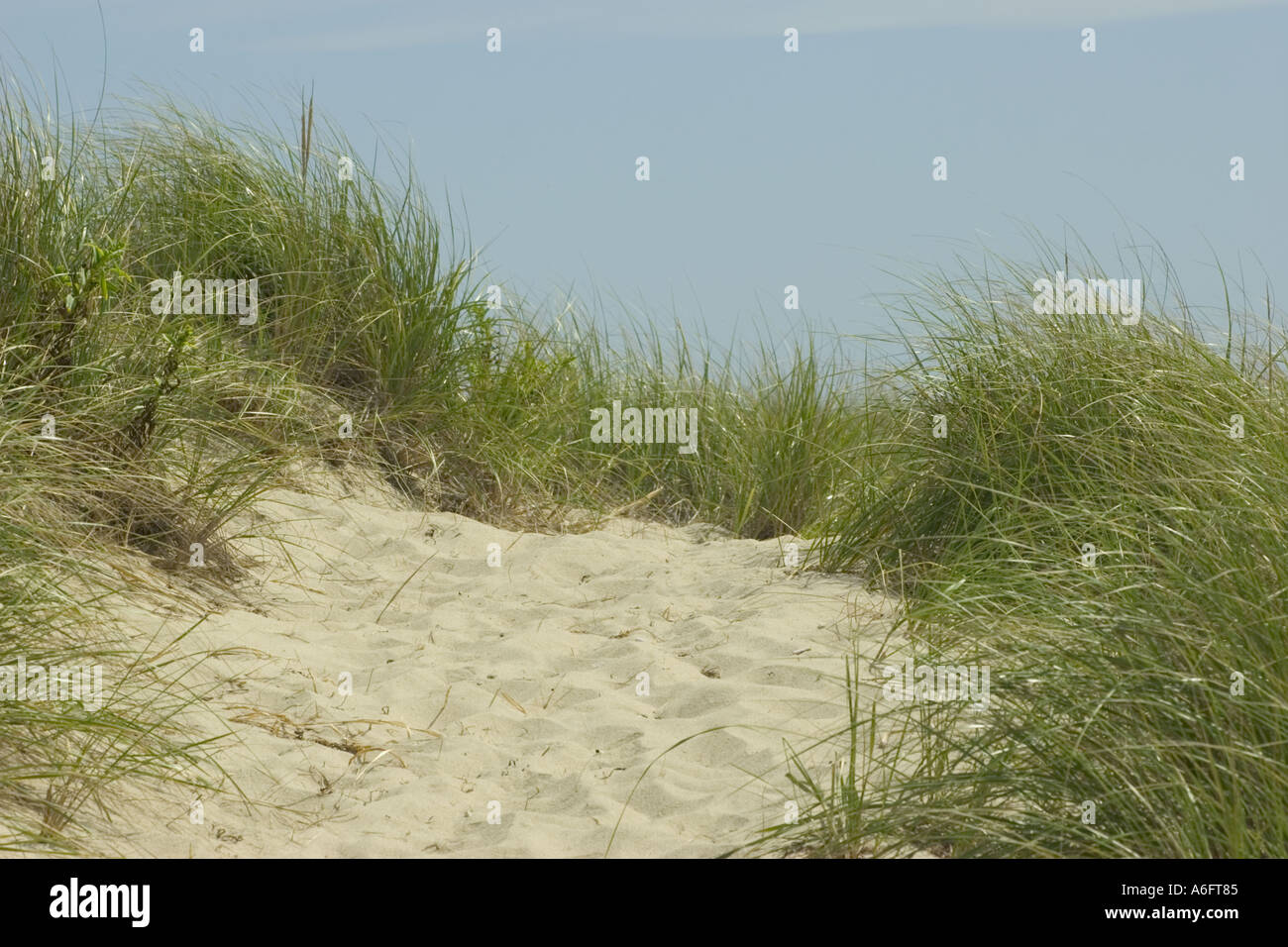 sandy walkway to a Cape Cod beach Stock Photo - Alamy