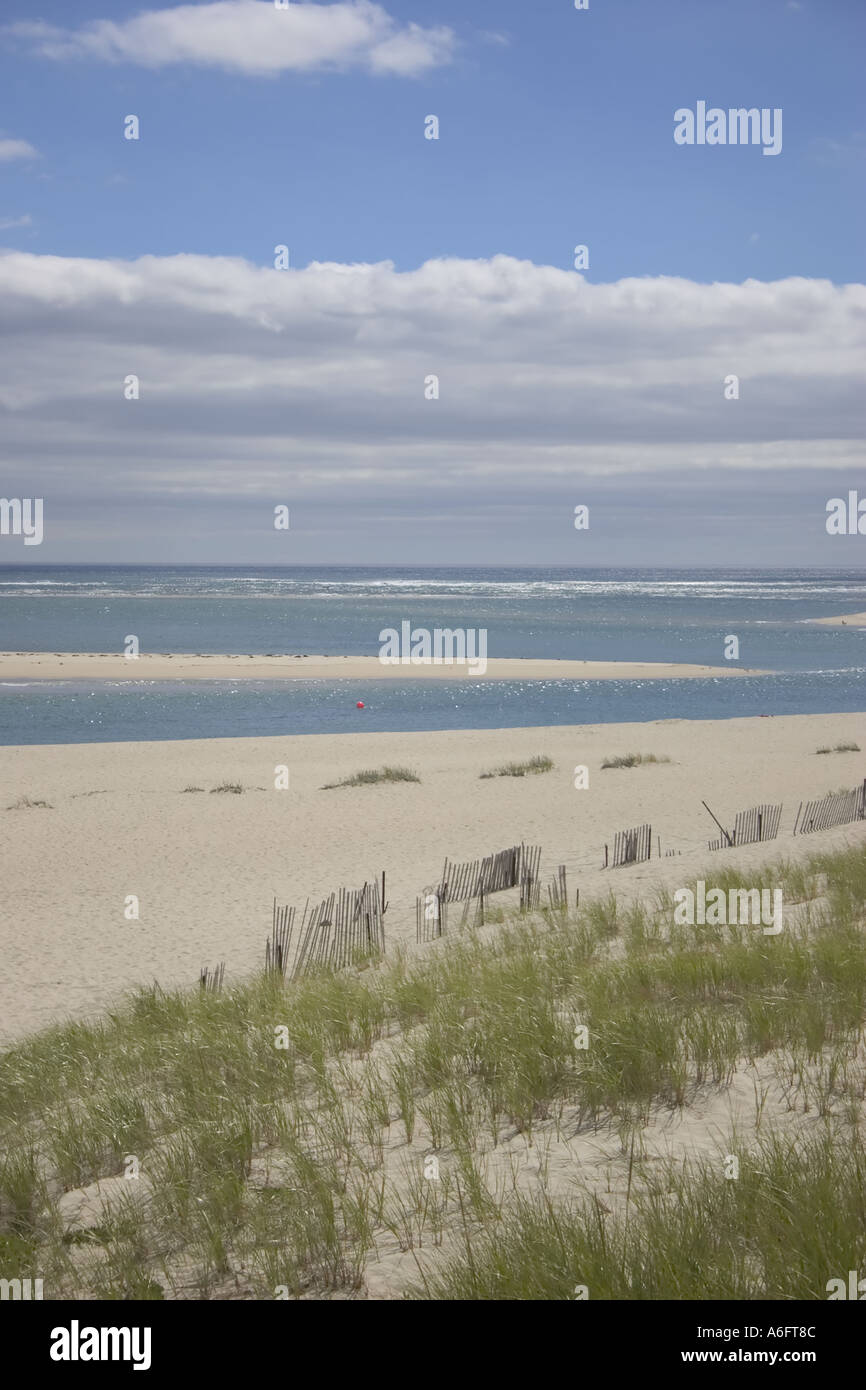 Cape cod seashore plants hi-res stock photography and images - Alamy