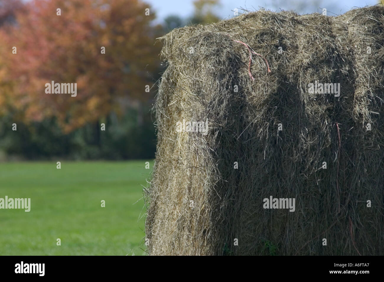hay bale in open field with colorful New England fall foliage in the ...