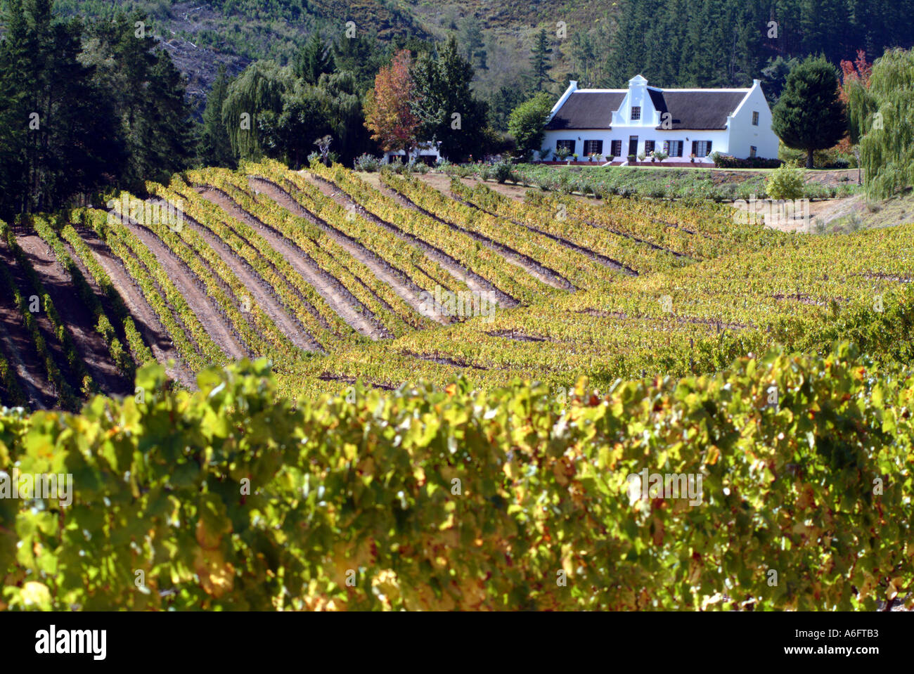 Dieu donne vineyards hi-res stock photography and images - Alamy