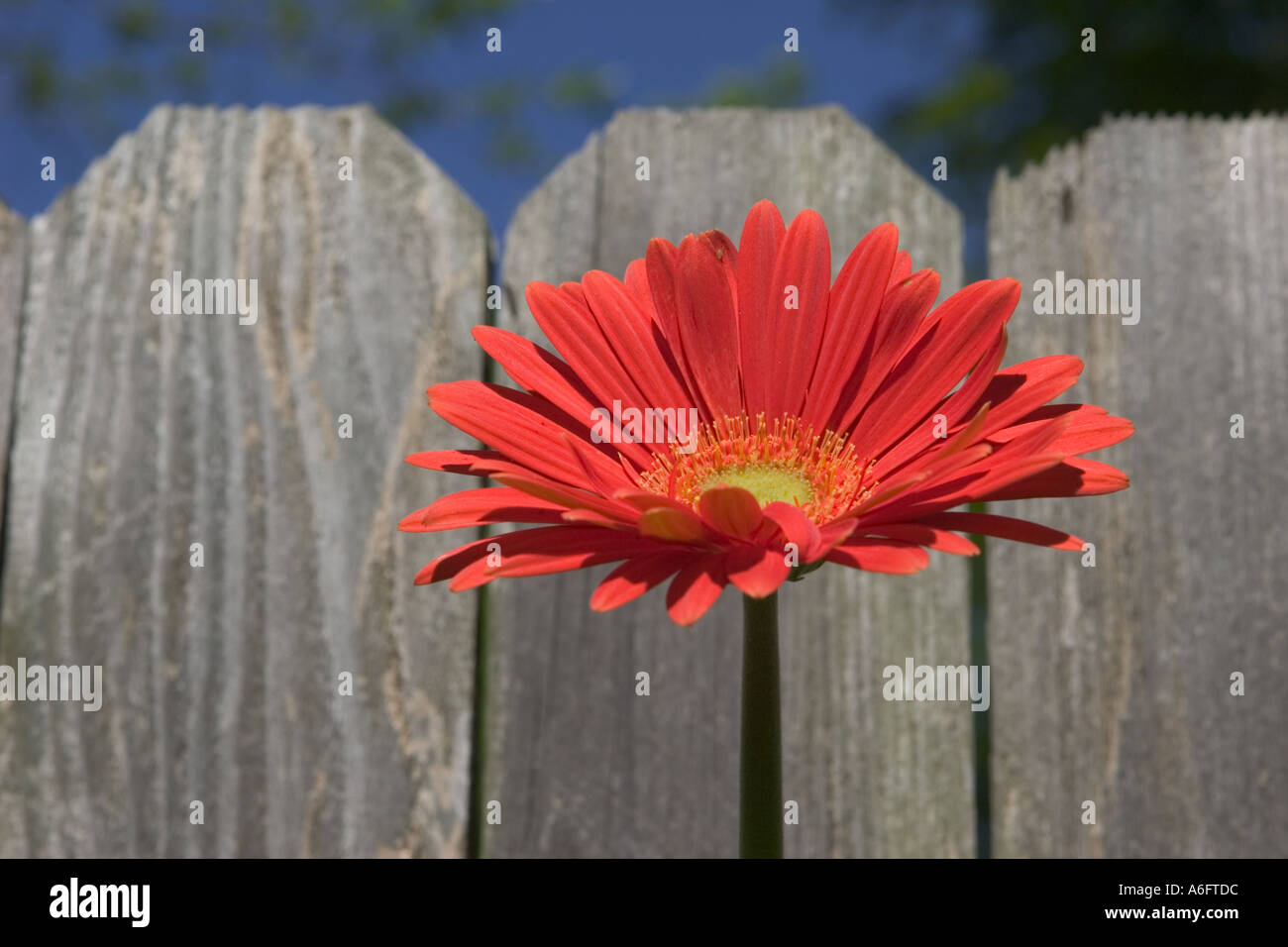 Daisies spring day blue skies hi-res stock photography and images - Alamy
