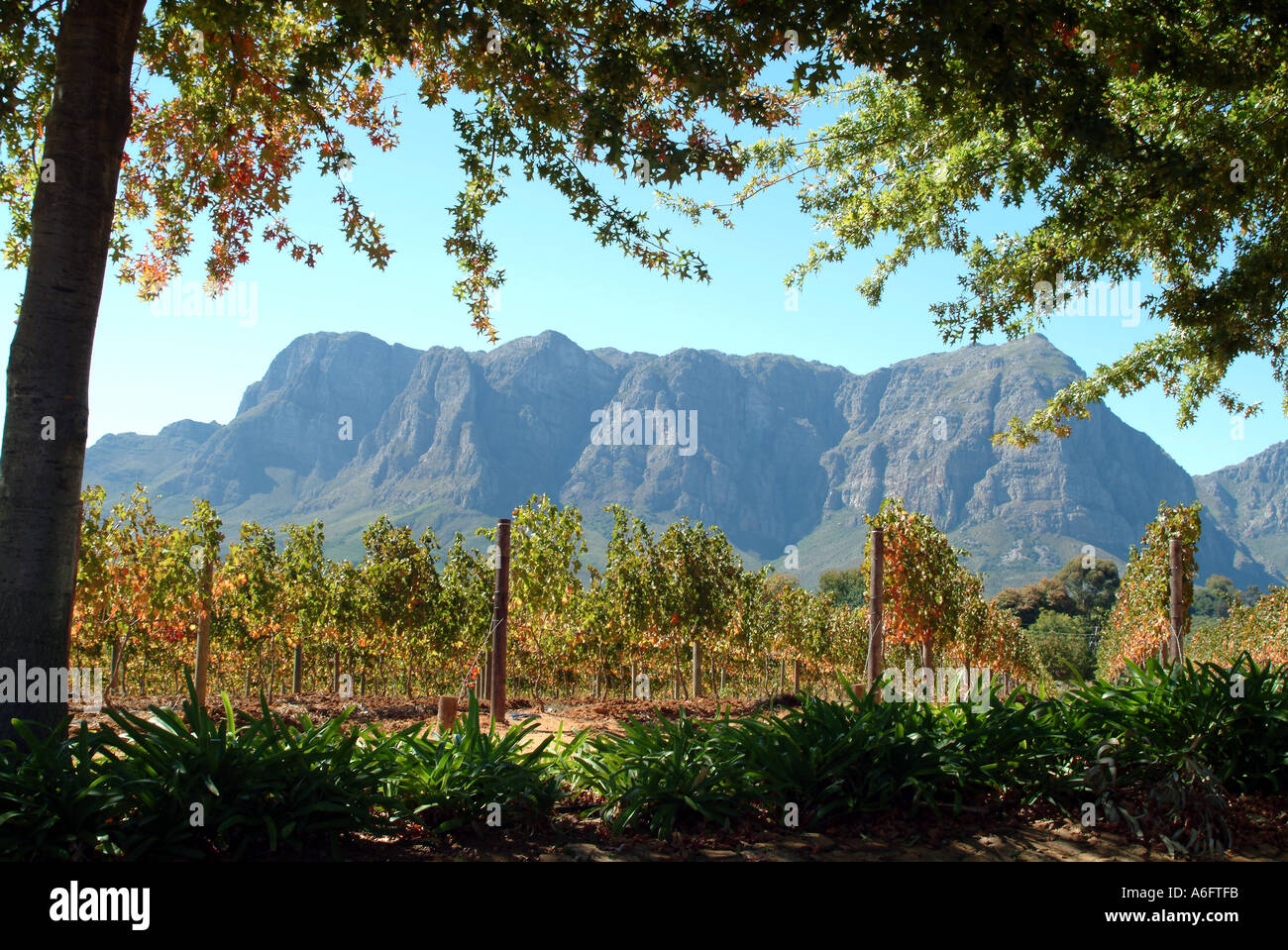 Autumn coloured vines at Delaire Vineyards on top of Helshoogte Pass ...