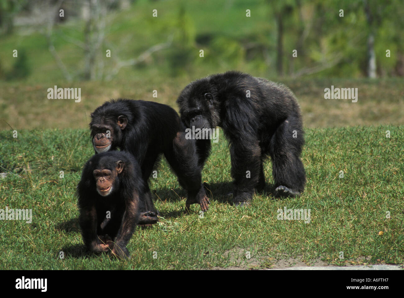 Chimp couple hi-res stock photography and images - Alamy