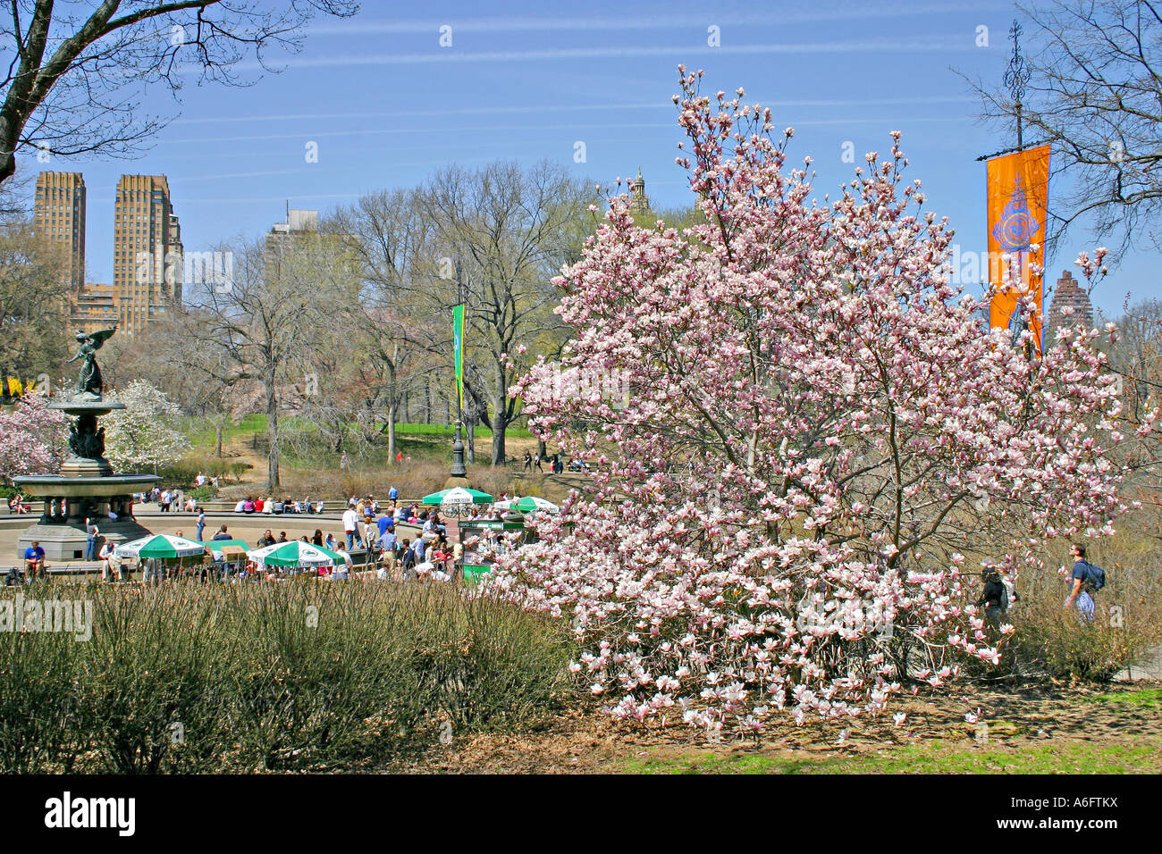 Bethesda Fountain area blossoming magnolia tree in Central Park New ...