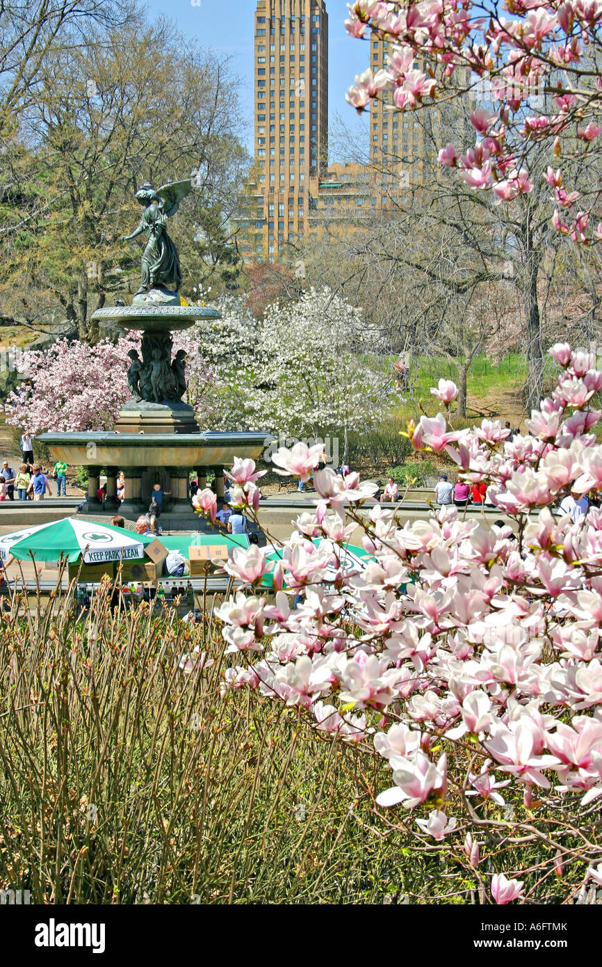 Bethesda Fountain area blossoming magnolia tree in Central Park New ...