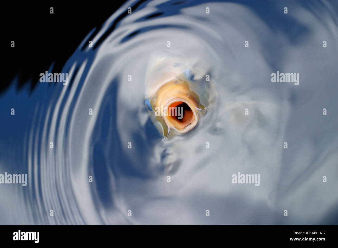 A koi fish takes a gulp of air while looking for food in a pond Stock ...