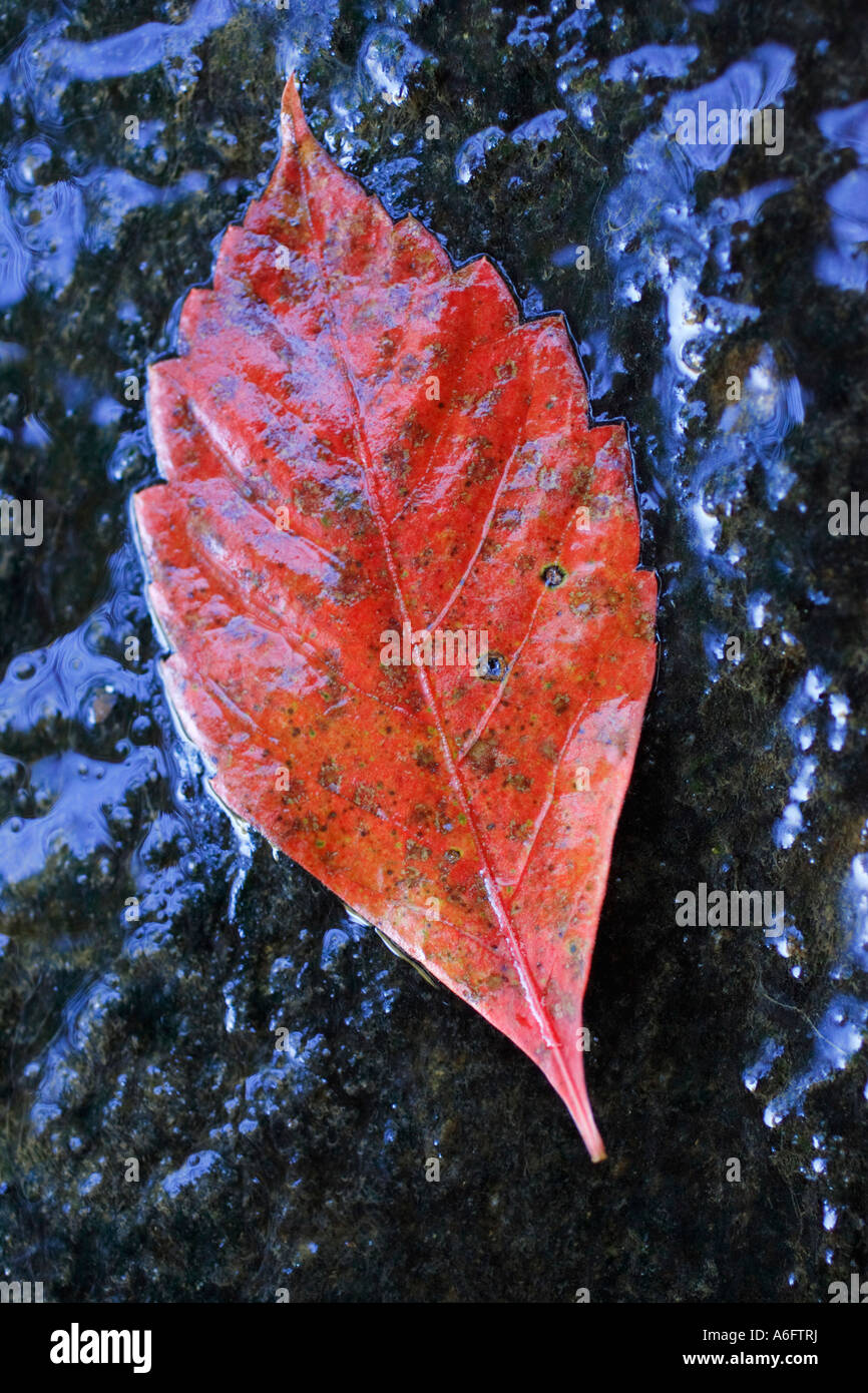 A wet fallen leaf full of color clings to a damp rock along a forest ...