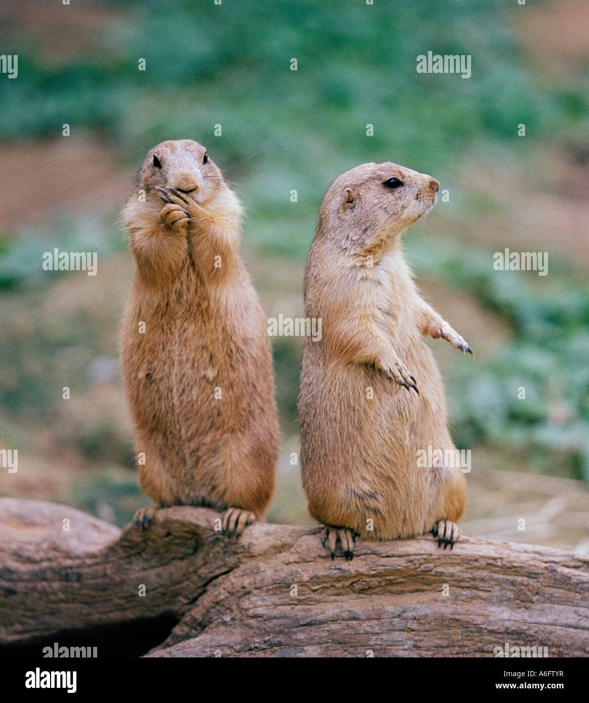 A pair of cute prairie dogs looks around at their surroundings Stock ...