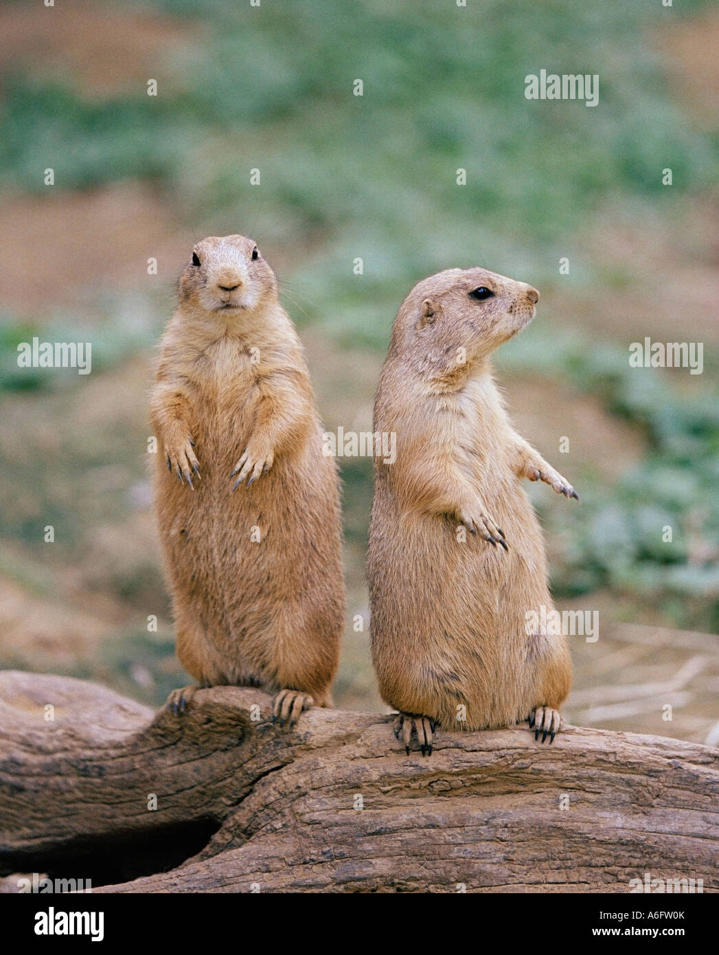 A pair of cute prairie dogs looks around at their surroundings Stock ...