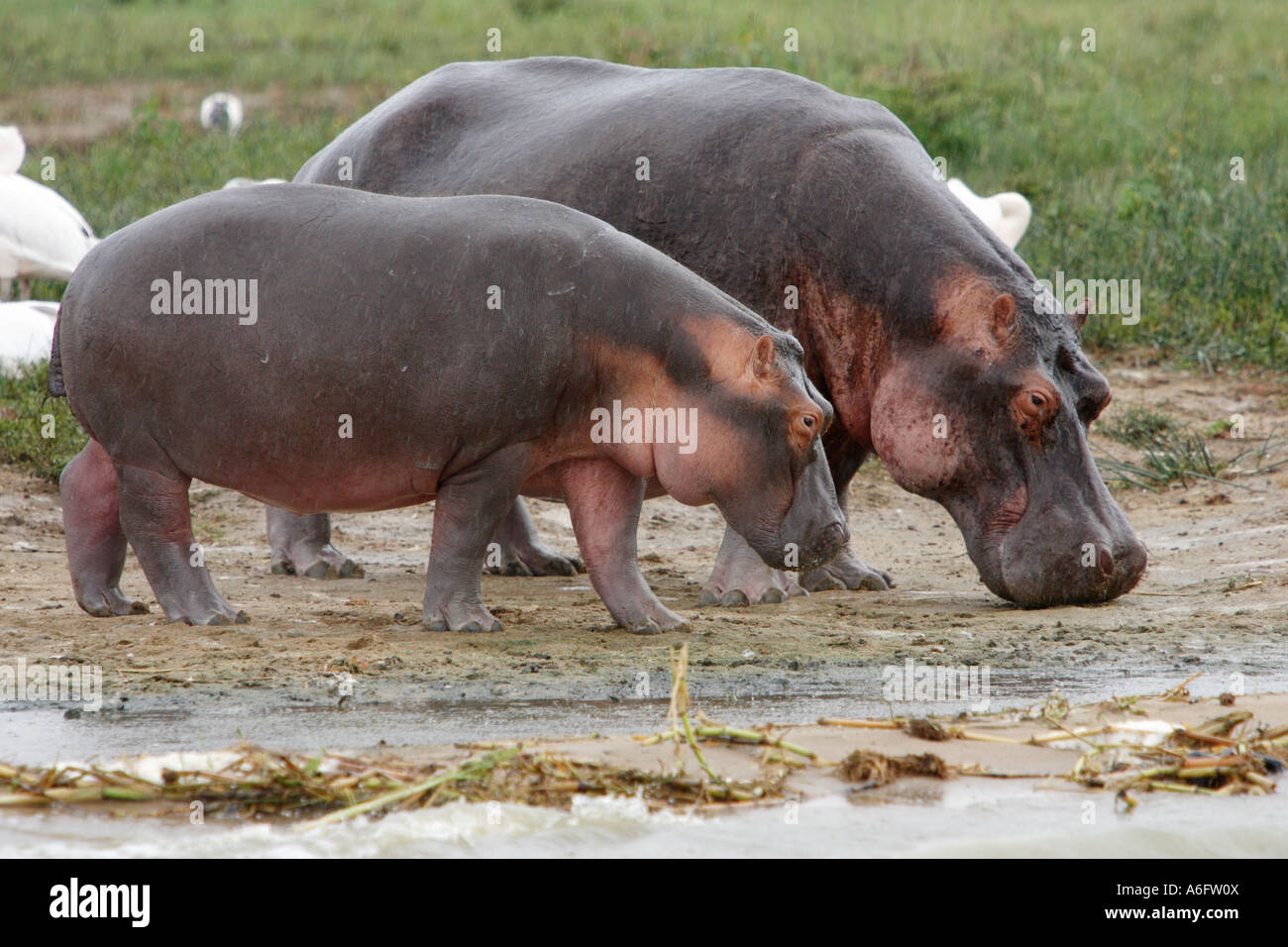 A hippopotamus mother and young calf forage for food along a river bank ...