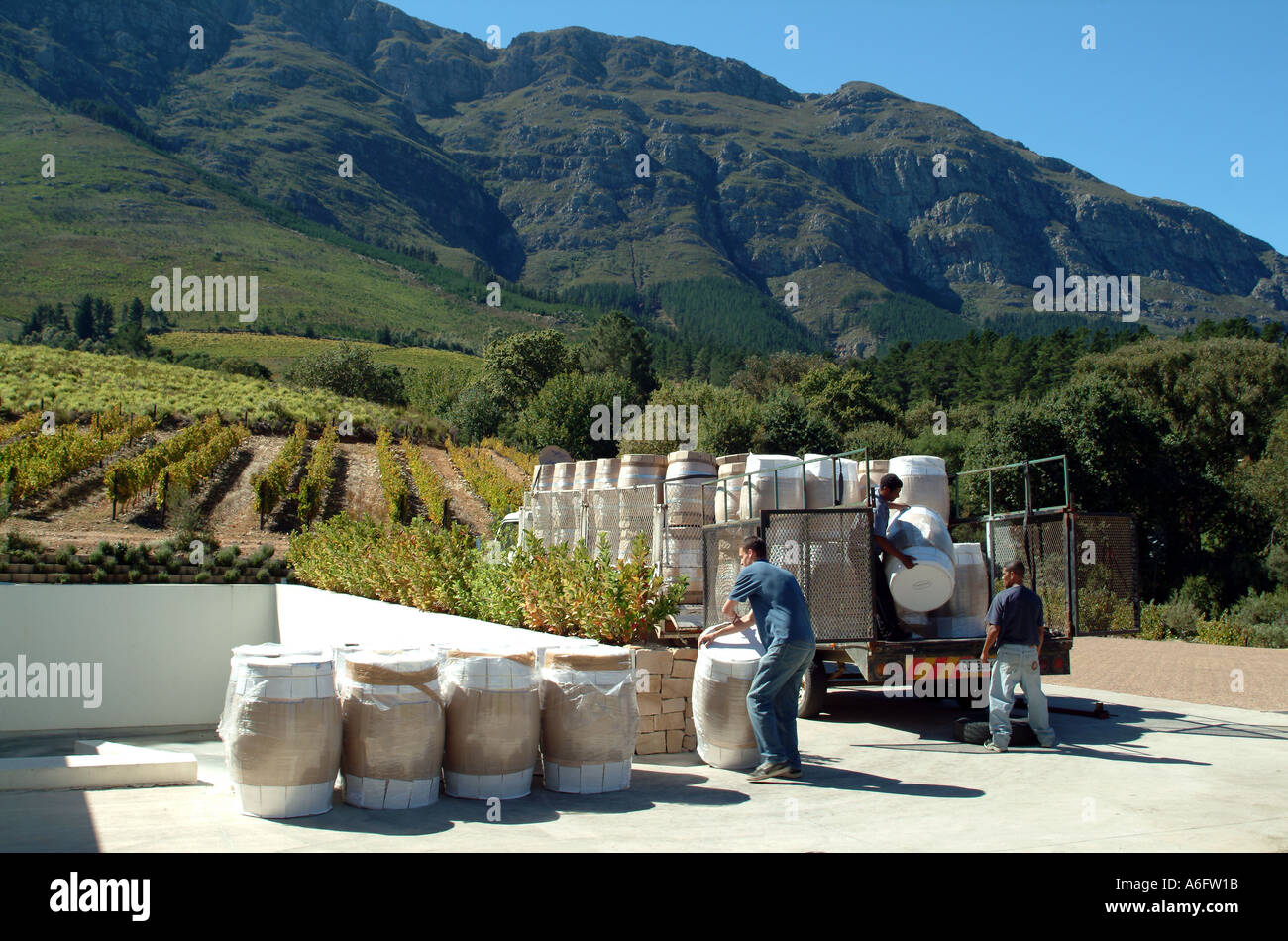 Dieu Donne Vineyards at Franschhoek Western Cape South Africa RSA Oak ...