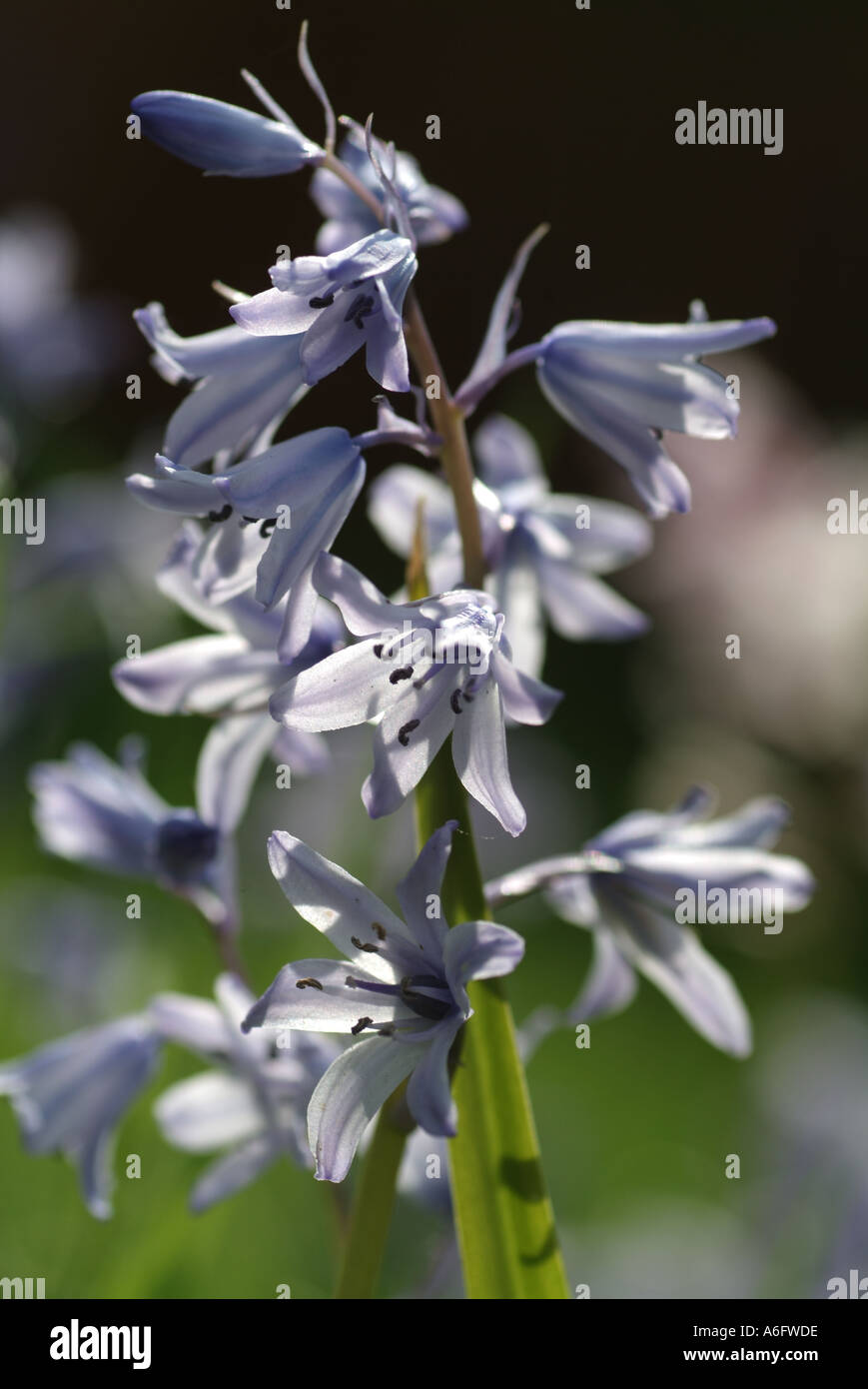 Spanish Bluebell Hyacinthoides Hispanica blossom Stock Photo - Alamy