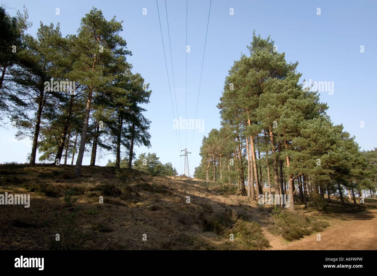 Electricity pylons and power lines going across Hankley Common Surrey ...