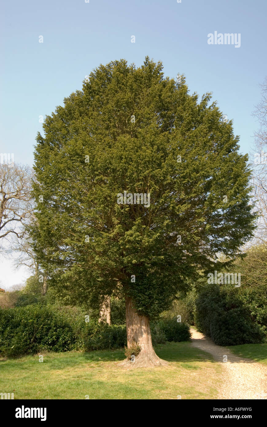 Yew tree hi-res stock photography and images - Alamy