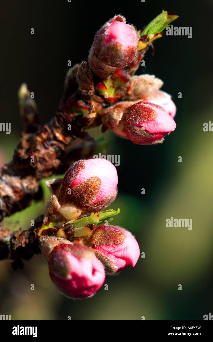 Bonanza tree hi-res stock photography and images - Alamy