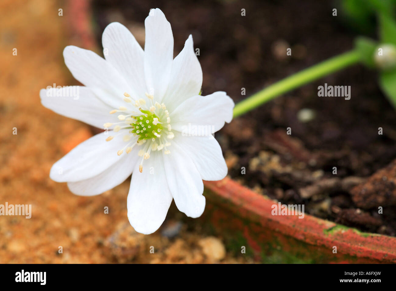 Hepatica in pot hi-res stock photography and images - Alamy