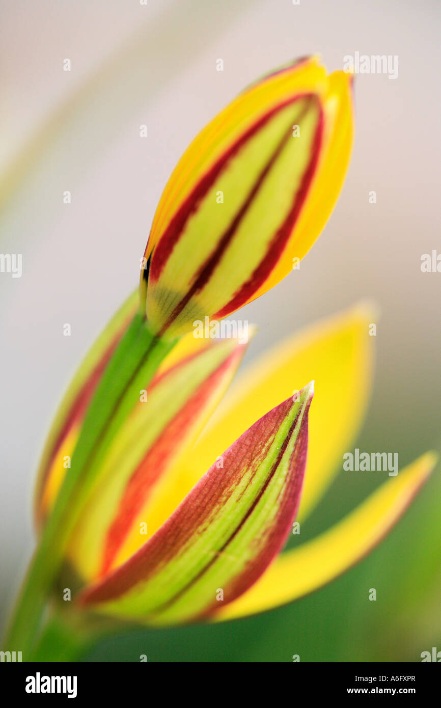 Peocock flower Spiloxene capensis in the garden Stock Photo - Alamy
