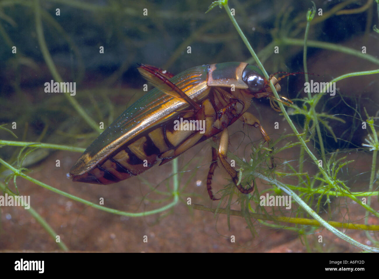 Diving Beetle, Dytiscus marginalis. Adult underwater on pond. Life ...