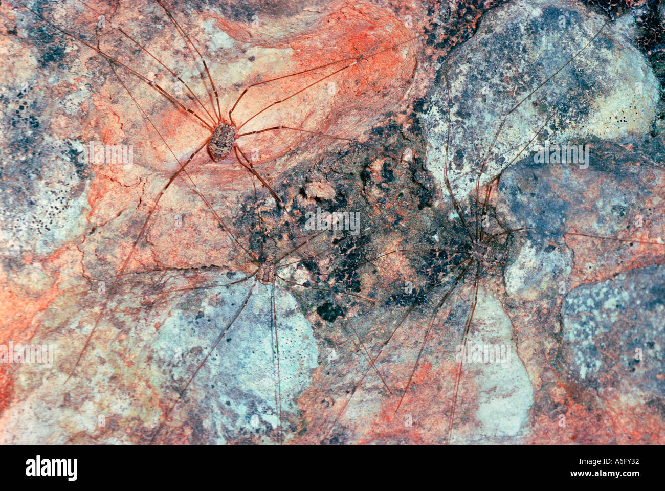 Harvestmen hi-res stock photography and images - Alamy