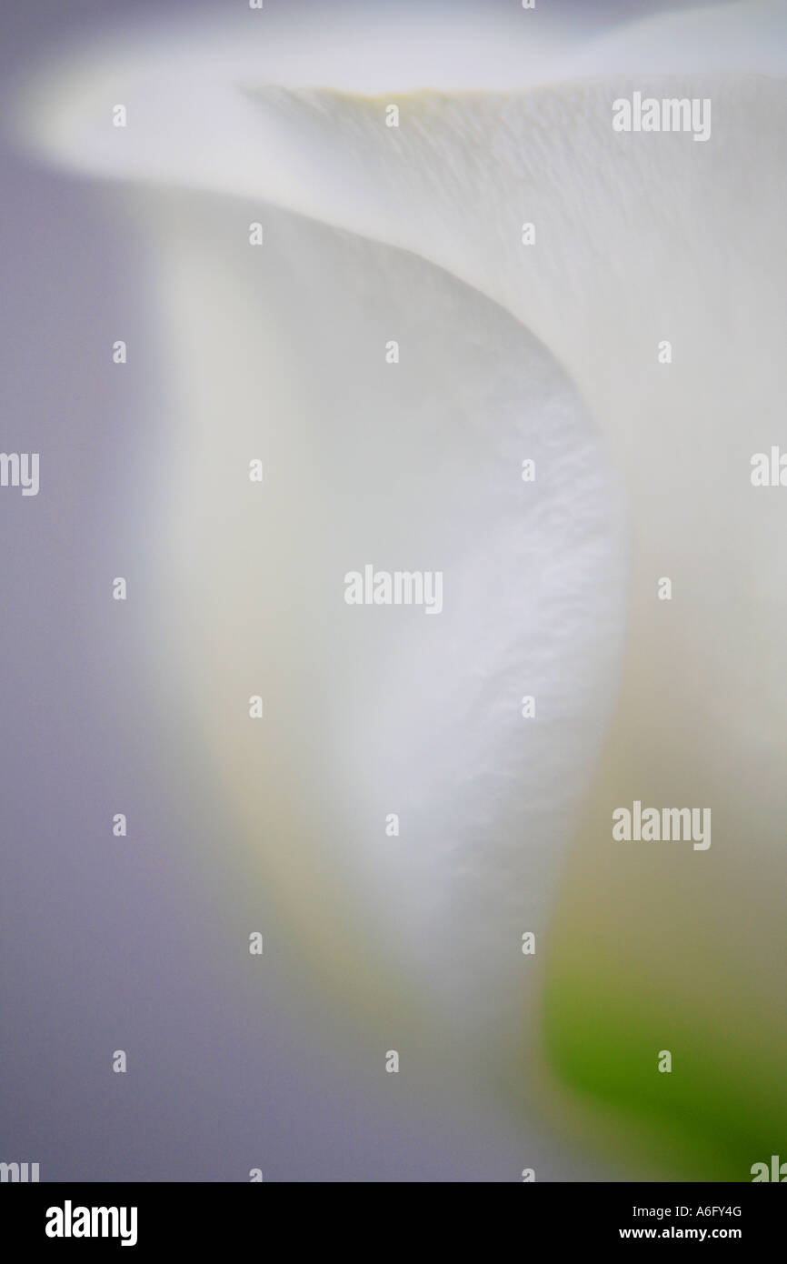 Stunning white flower hi-res stock photography and images - Alamy