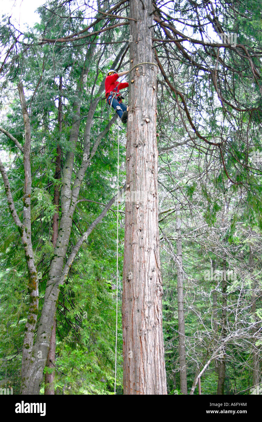 Man cut down trees using hi-res stock photography and images - Alamy