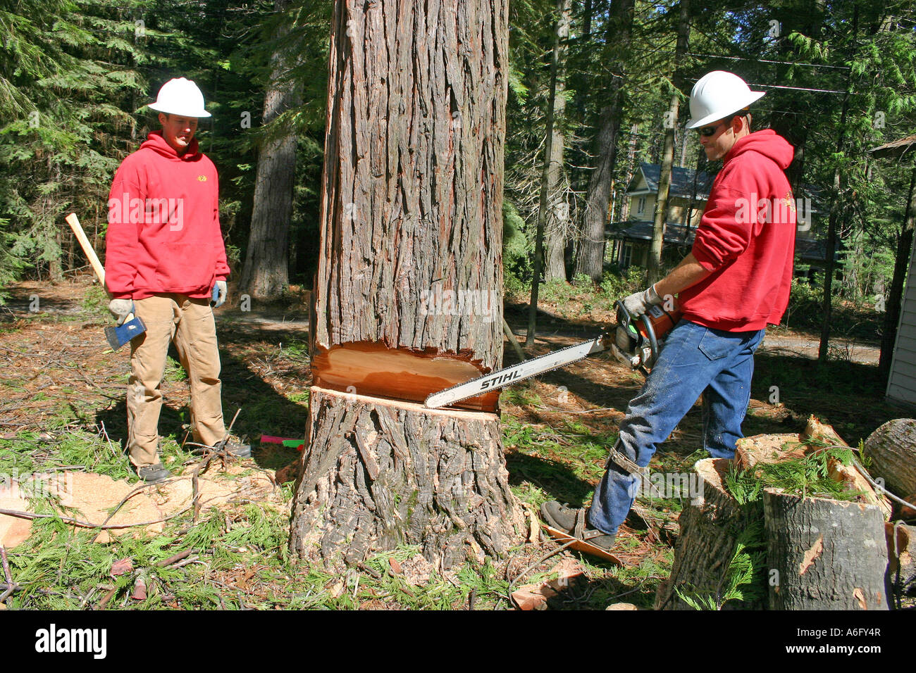 Tree falling crew Stock Photo - Alamy