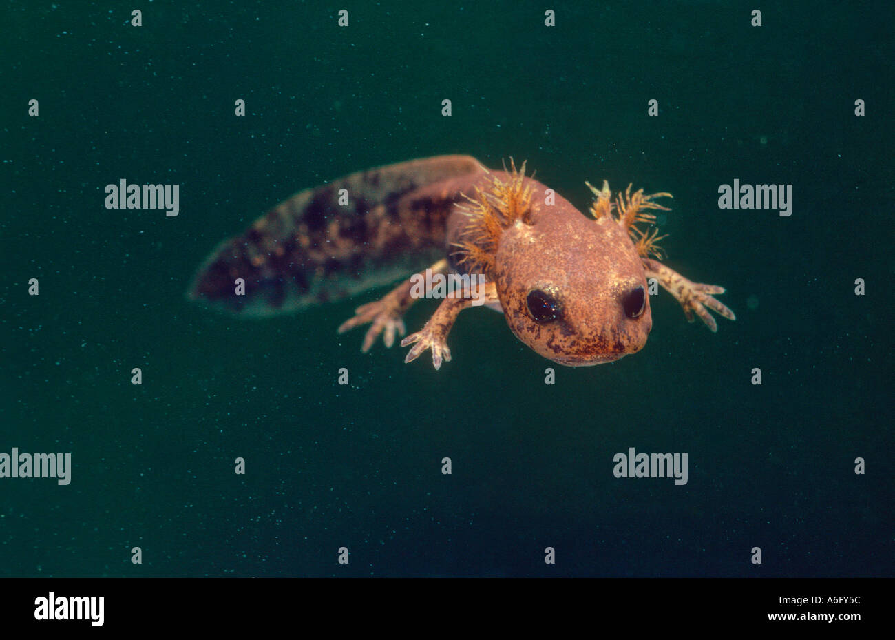 Fire salamander larvae hi-res stock photography and images - Alamy