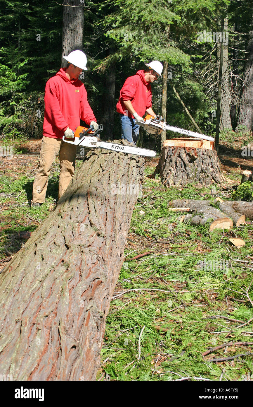 Tree falling crew Stock Photo - Alamy