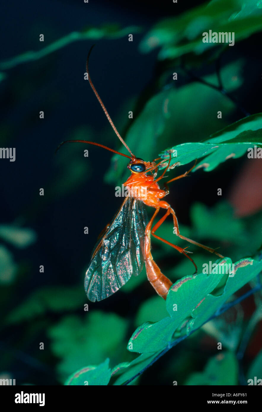 Yellow ophion ophion luteus hi-res stock photography and images - Alamy