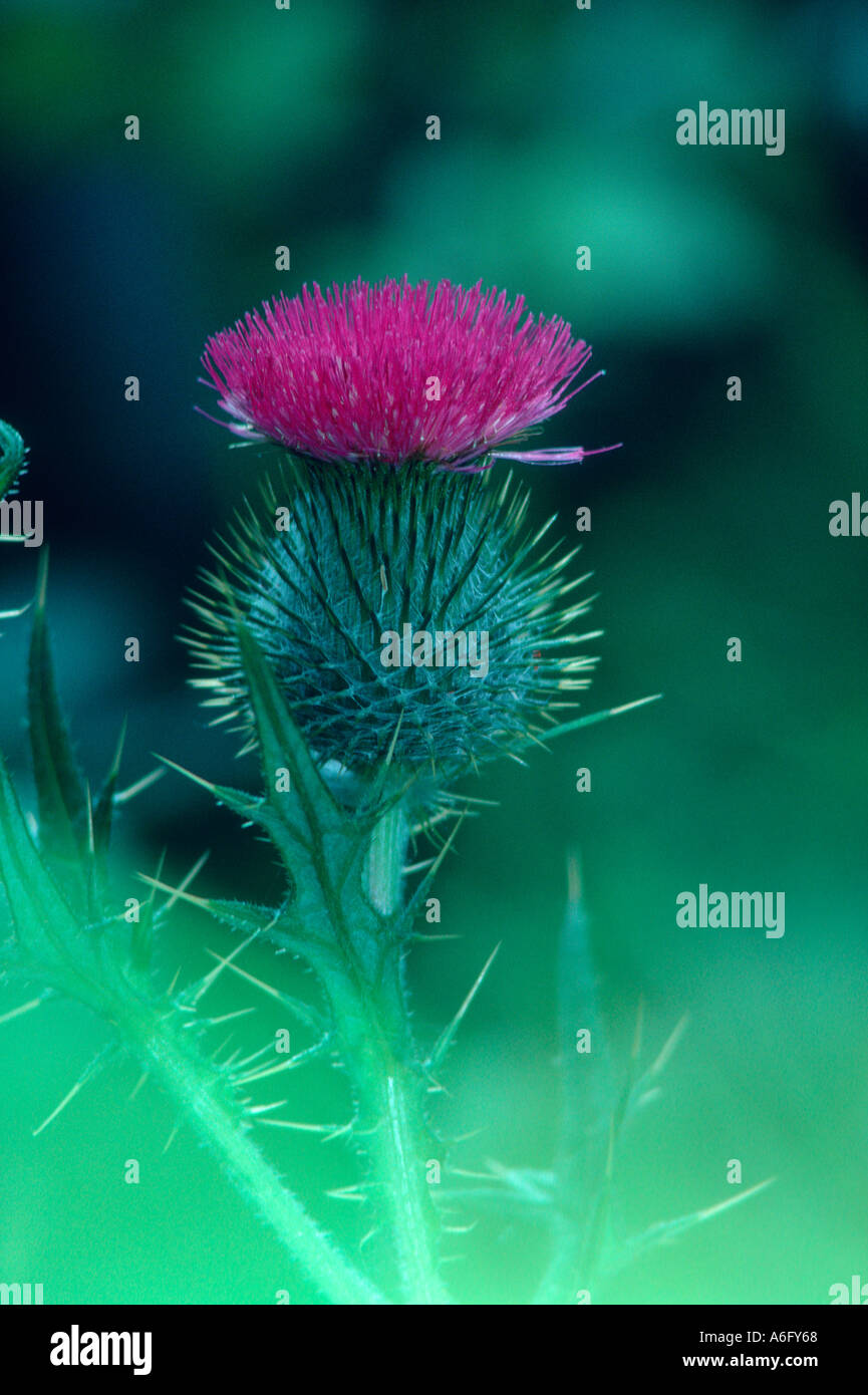 Carduus sp hi-res stock photography and images - Alamy