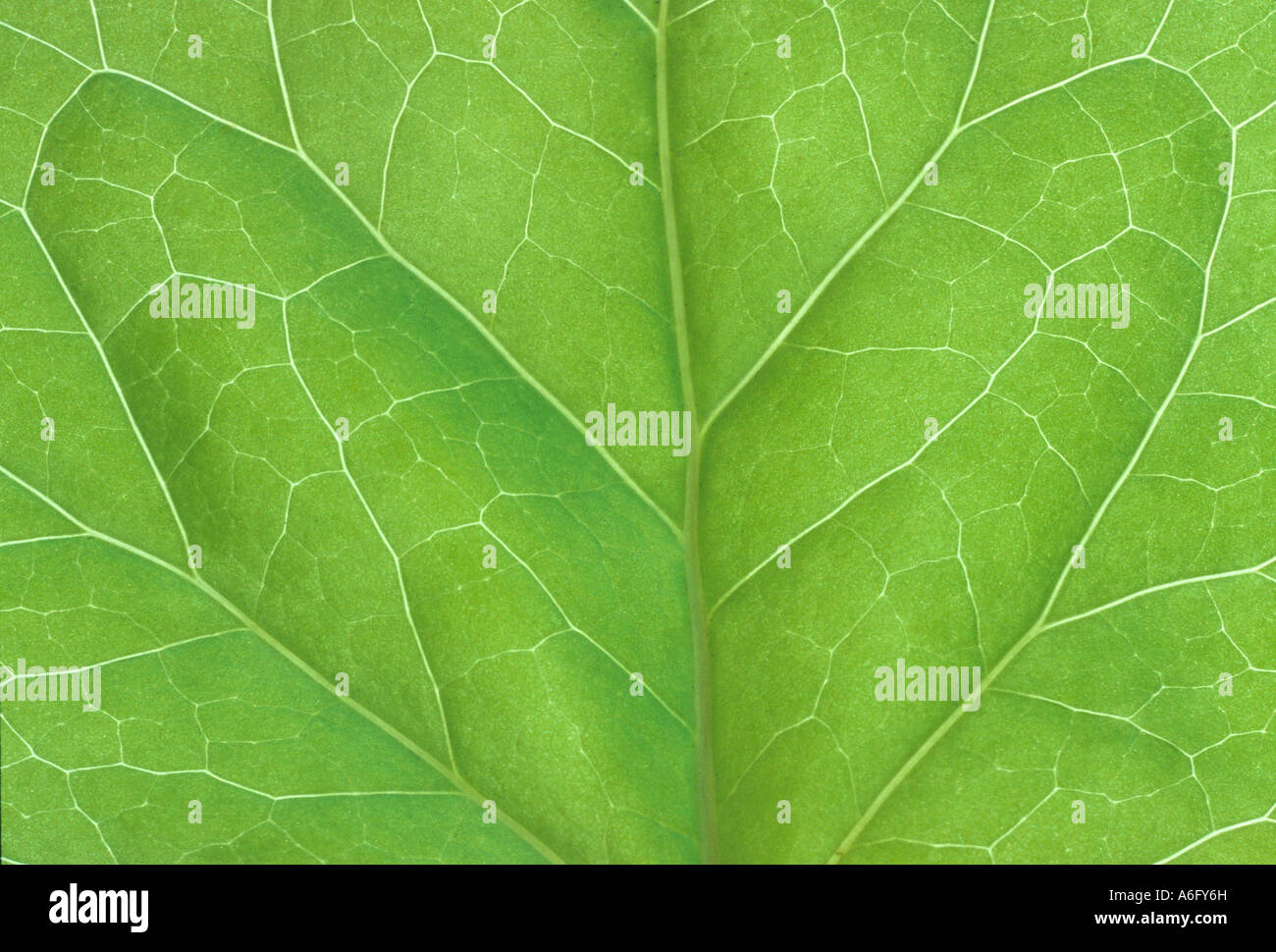 Symmetrical leaves hi-res stock photography and images - Alamy