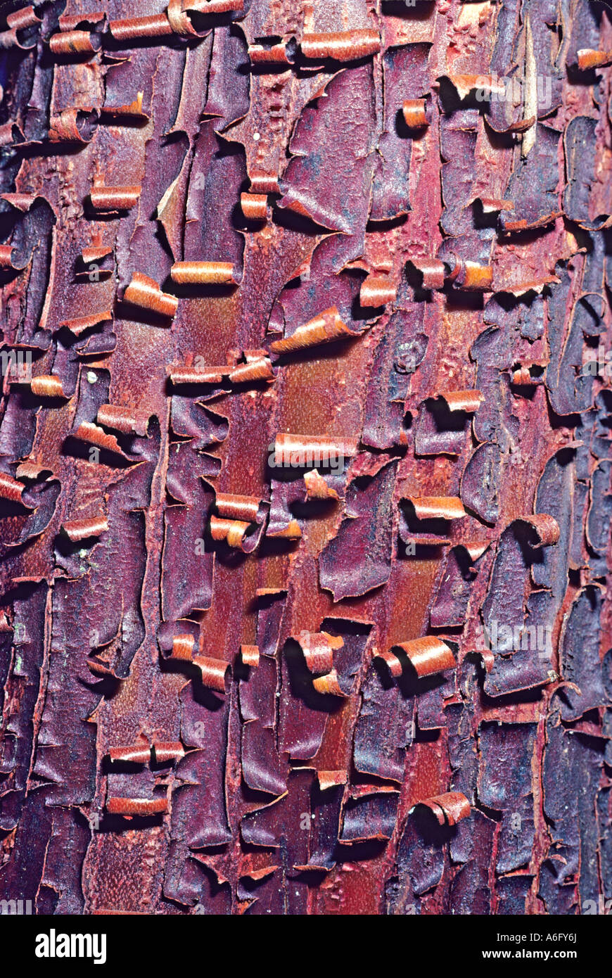 Close up tree nature hi-res stock photography and images - Alamy