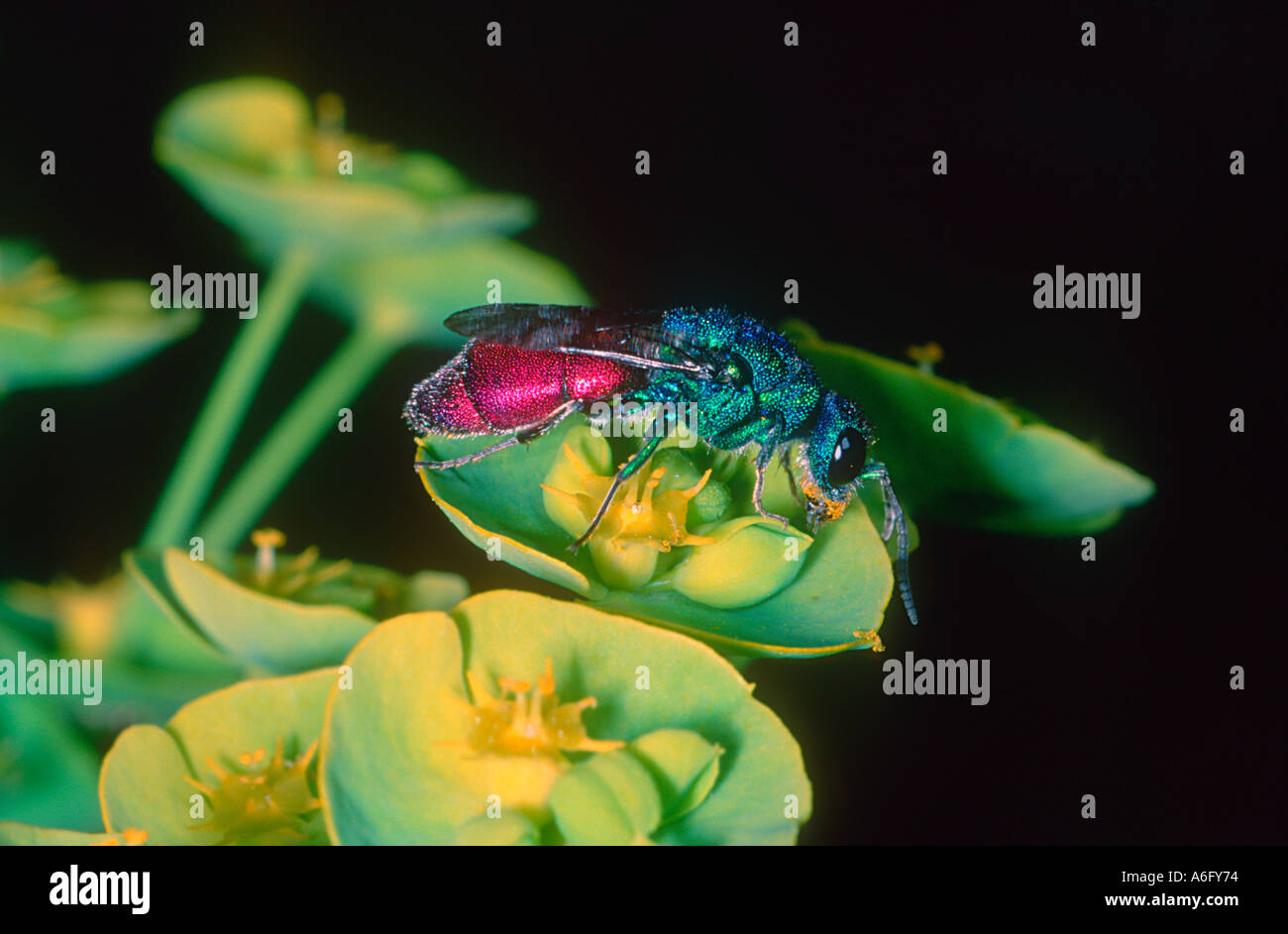 Chrysis ignita pollination hi-res stock photography and images - Alamy
