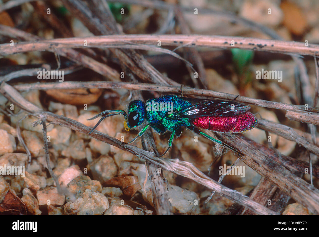 Ruby-tailed Wasp, Chrysis ignita. On ground Stock Photo - Alamy