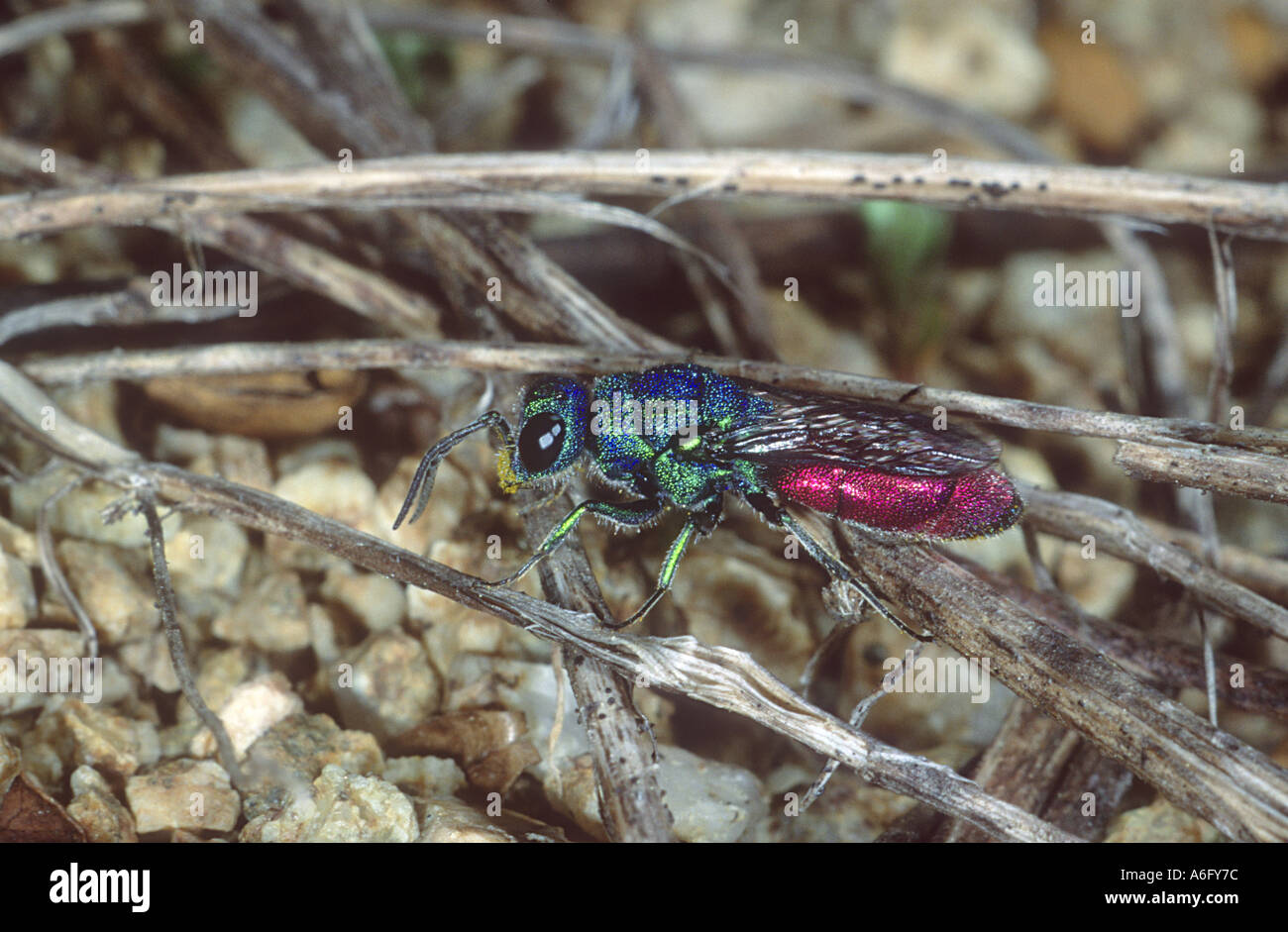 Ruby tailed Wasp, Chrysis ignita. On ground Stock Photo - Alamy