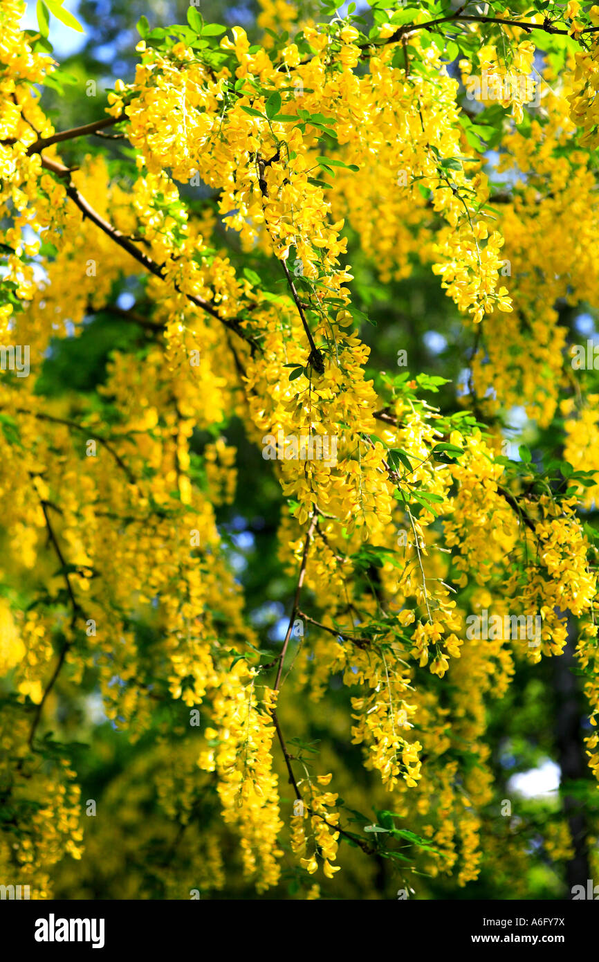 Laburnum anagyroides Common laburnum Stock Photo - Alamy