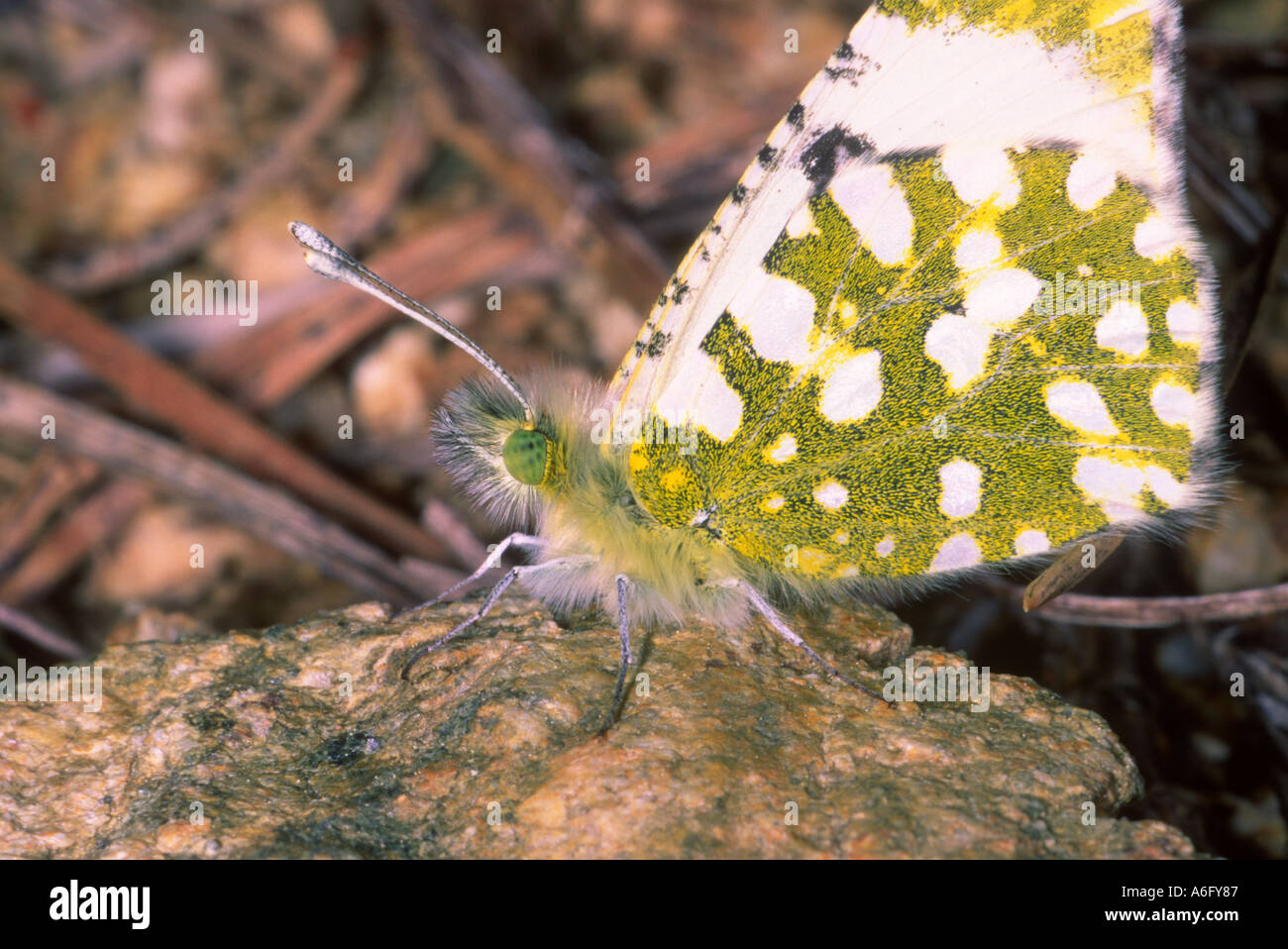 Bath White Butterfly, Pontia daplidice Stock Photo - Alamy