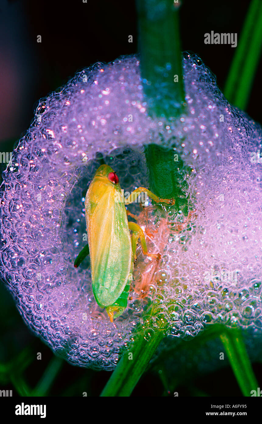 Froghopper jump hi-res stock photography and images - Alamy