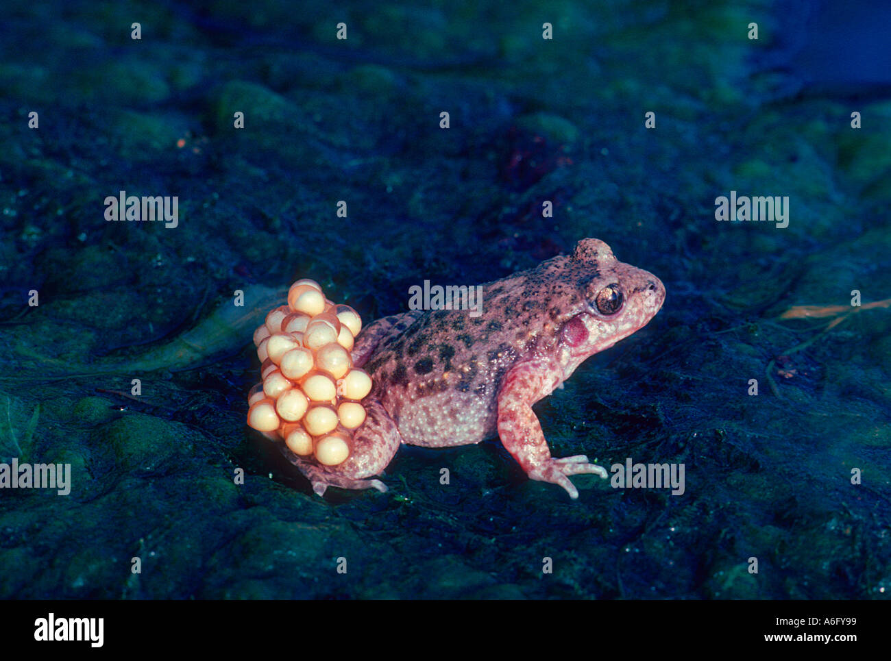 Midwife Toad, Alytes obstetricans. Male carrying eggs Stock Photo - Alamy