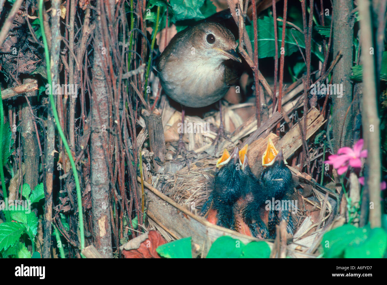 Common nightingale luscinia megarhynchos hi-res stock photography and ...