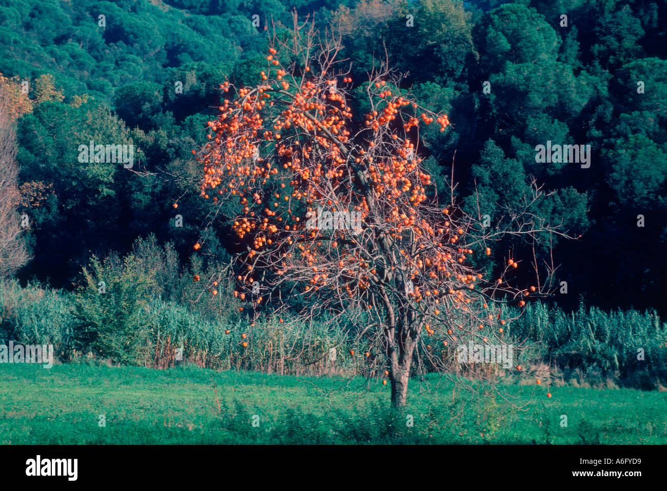 Khakis diospyros kaki hi-res stock photography and images - Alamy
