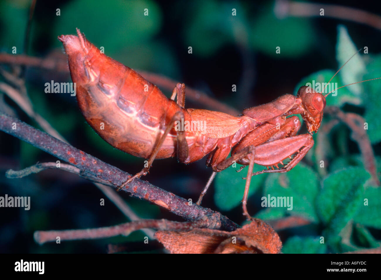 European Dwarf Mantis, Ameles spallanzania. Female on stem Stock Photo ...