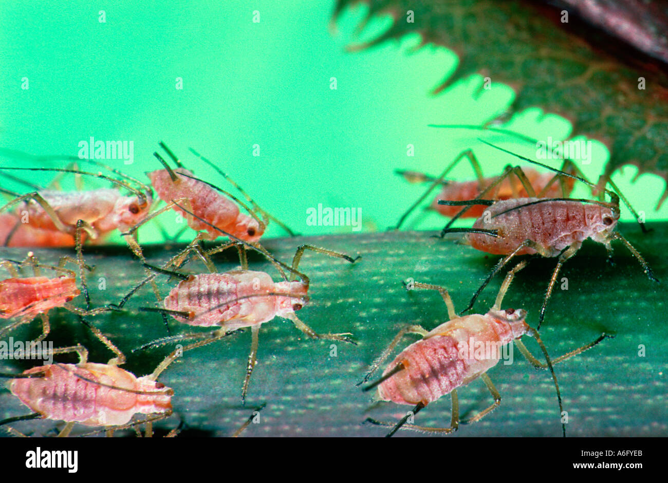 Rose aphids hi-res stock photography and images - Alamy